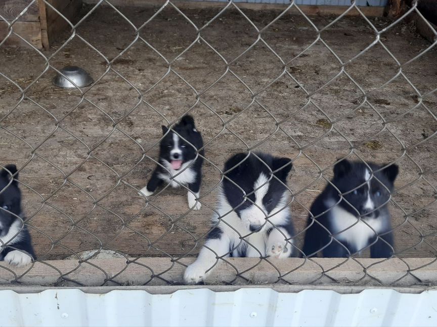 Русско европейская лайка