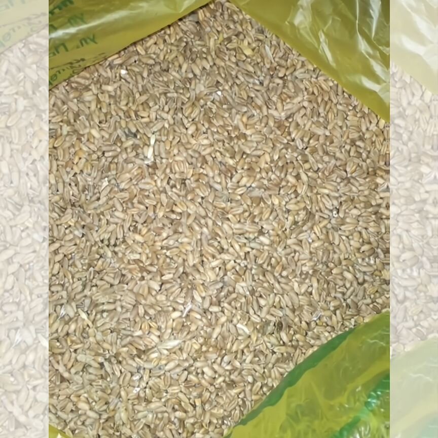 Зерно пшеница оптом