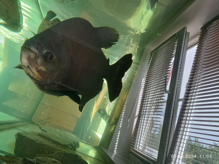 Продам пиранью паку (крупная)