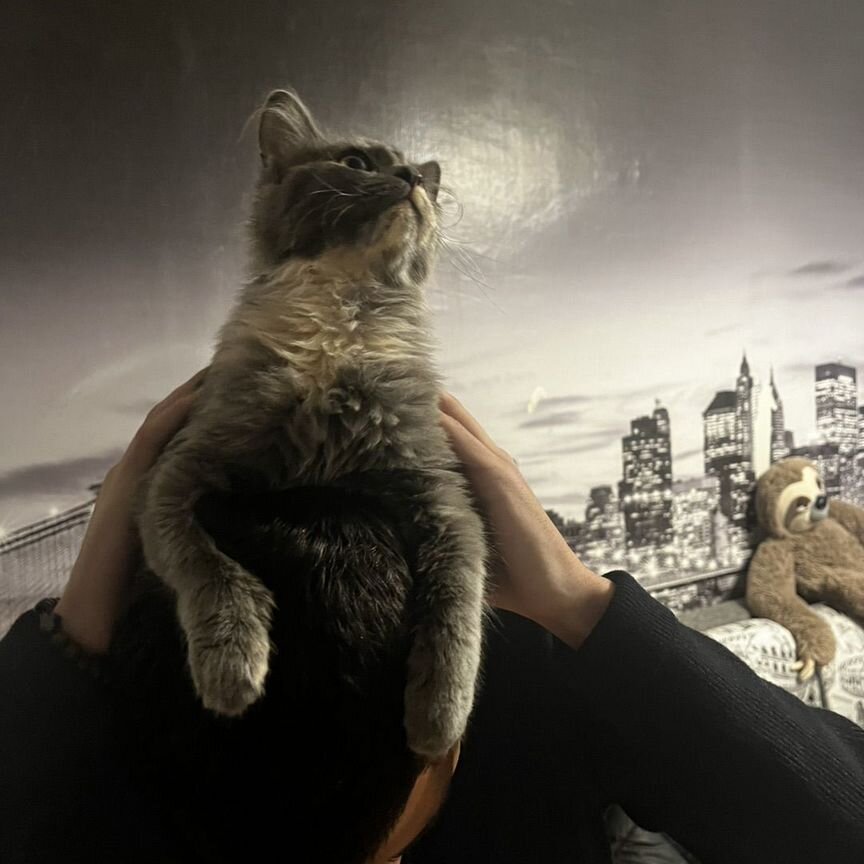 Кошка 4-5 месяцев