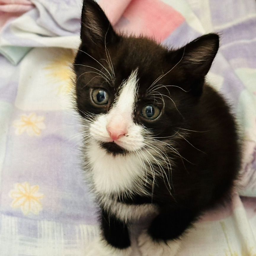 Котёнок в добрые руки