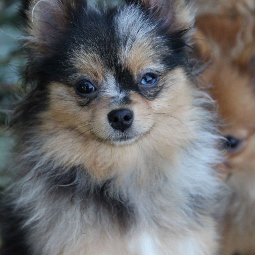 Померанский шпиц, щенок