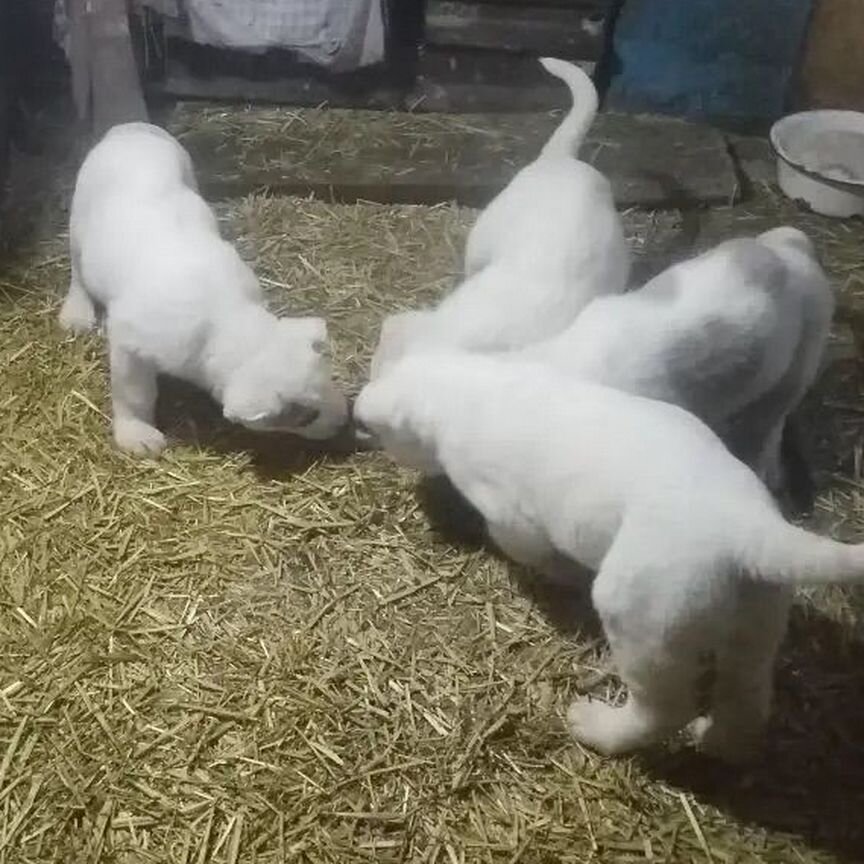 Кавказская овчарка, щенок