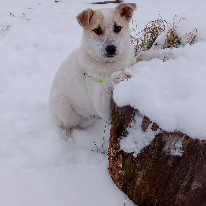 Небольшой щенок Снежок ищет дом