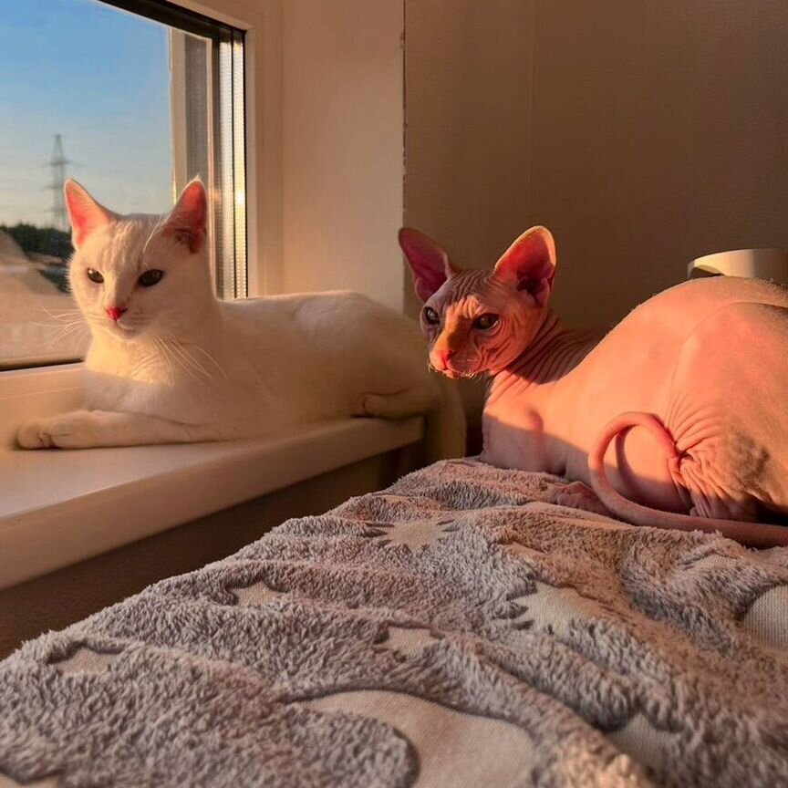 Канадский сфинкс (красный)