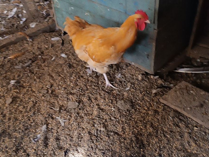 Фазаны,голуби