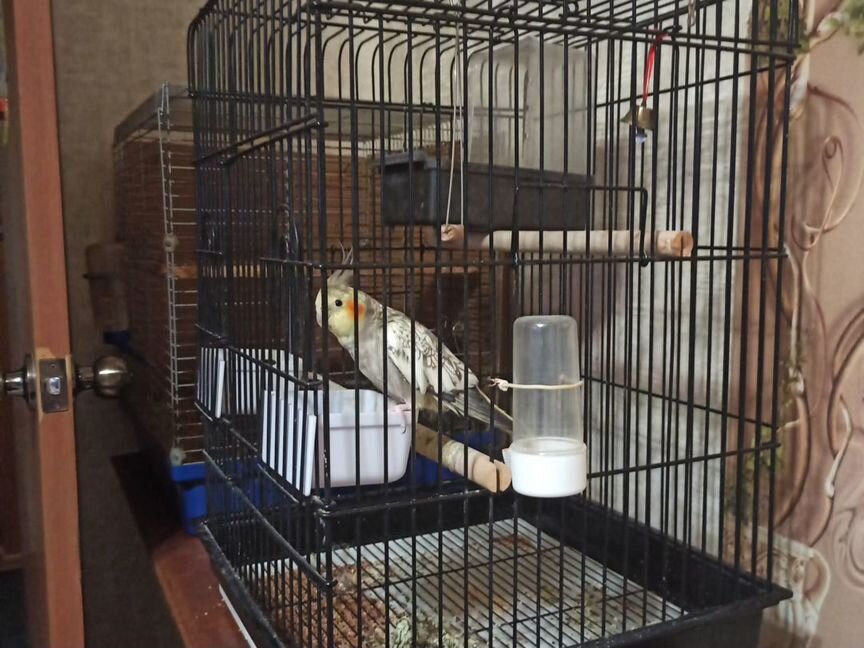 Продажа попугаев