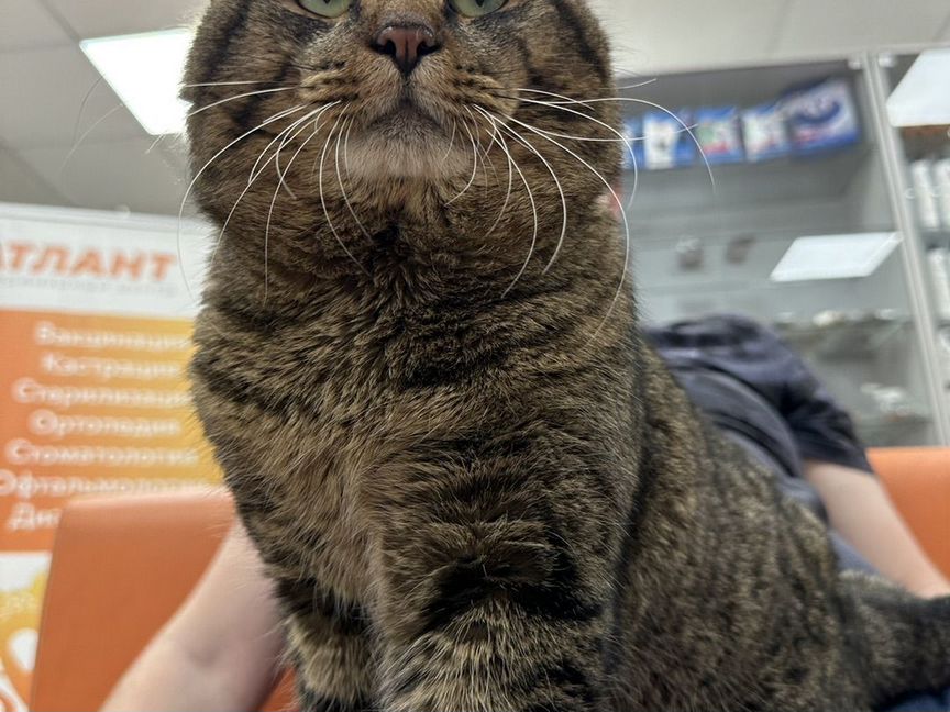 Котик в добрые руки