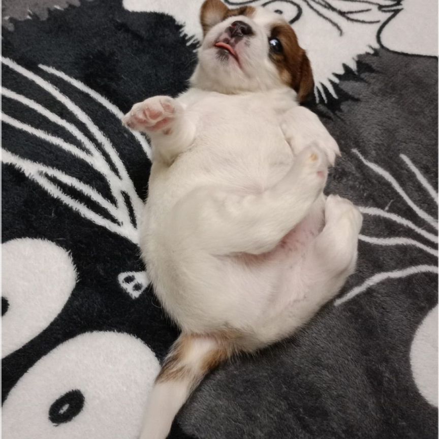 Джек-рассел-терьер, щенок