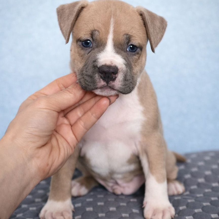 Американский стаффордширский терьер, щенок