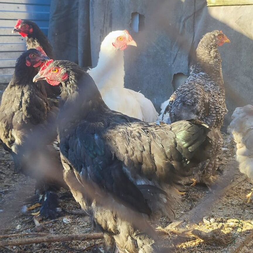 Куры молодки- помесь Брама+Кокинхин 5 месящев