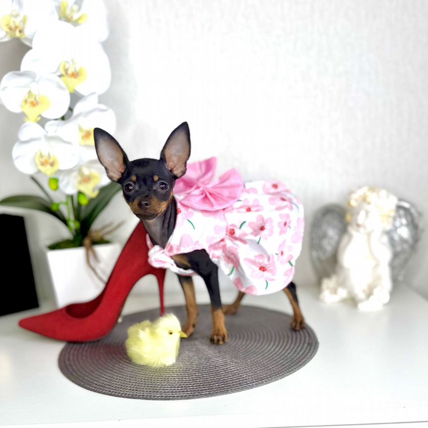 Русский той-терьер, щенок