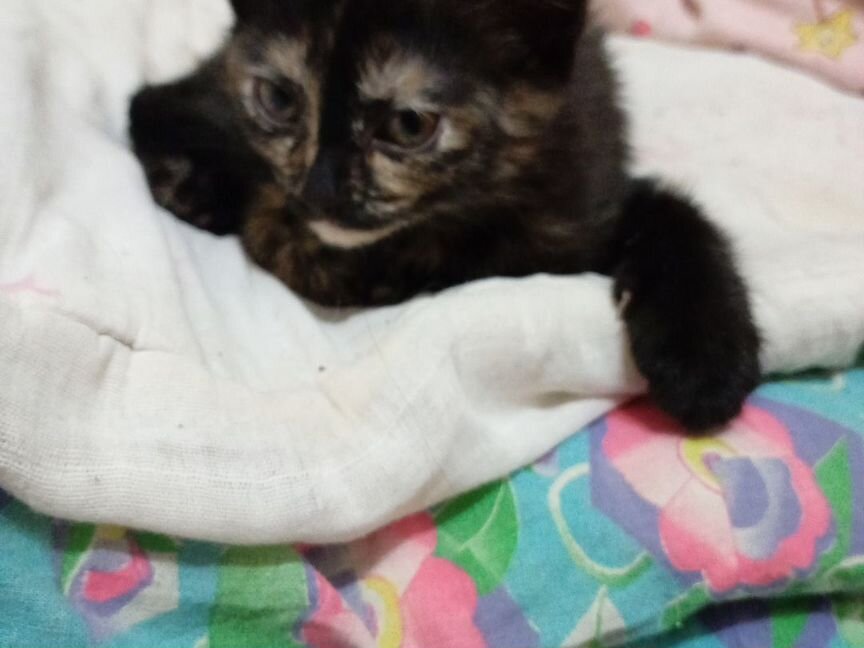 Кашечка полукровка