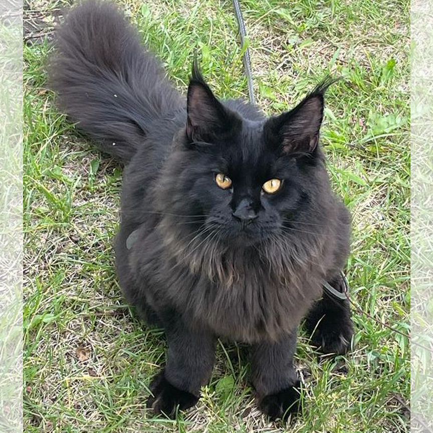 Котята Мейн-кун