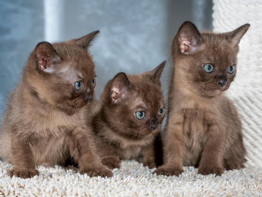 Бурманские котята соболь