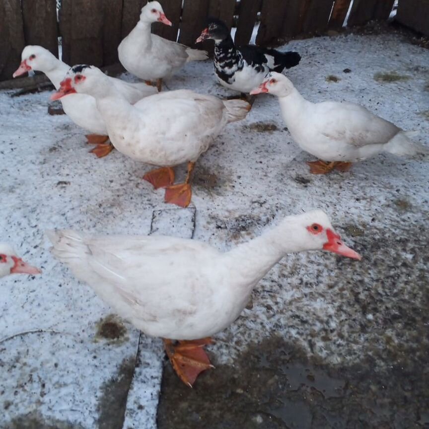 Индоутки молодые