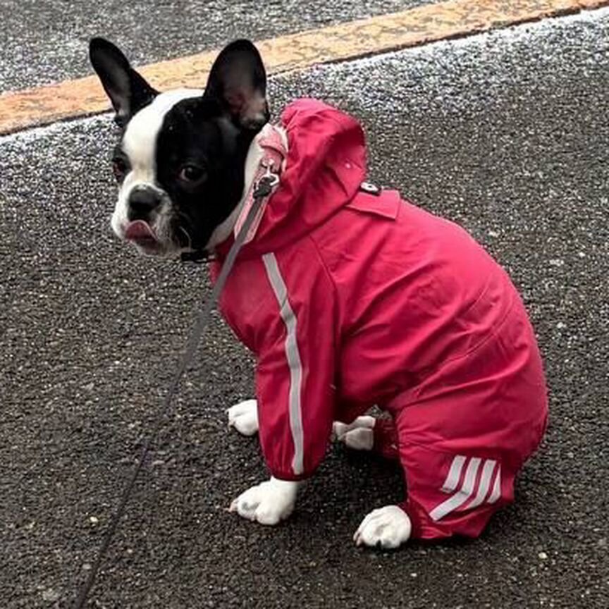 Французский бульдог, взрослая собака