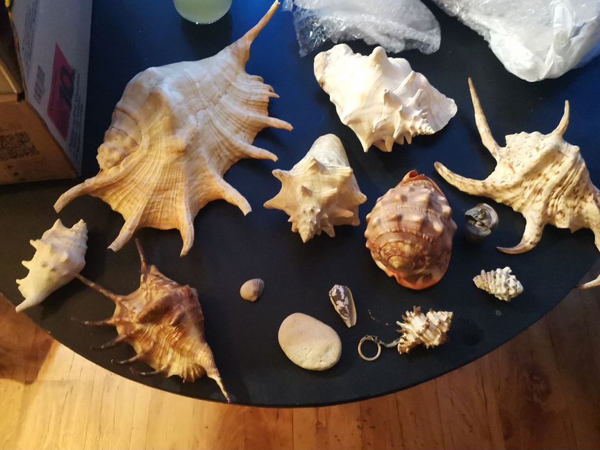 Ракушки морские