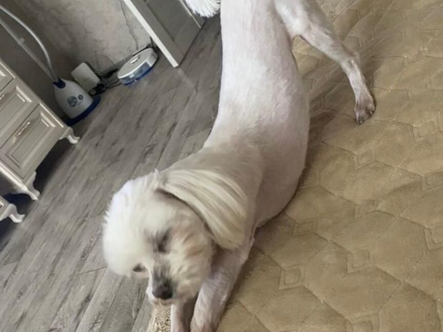 Мальтийская балонка