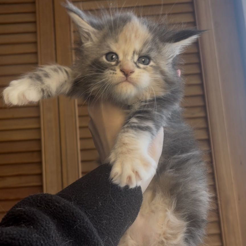 Мейн-кун котёнок