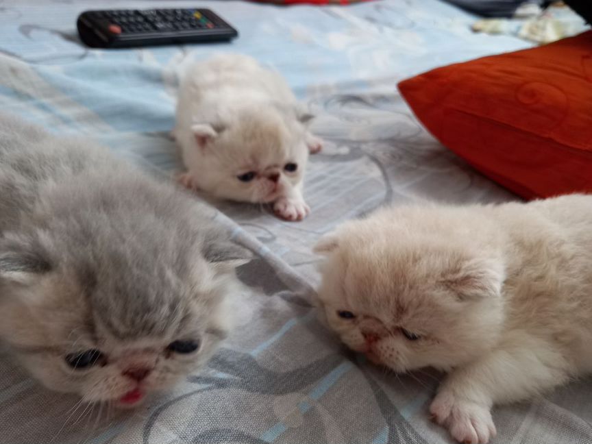 Котята экзоты