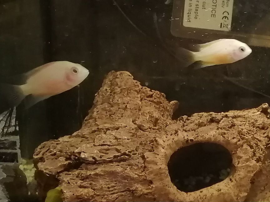 Аквариумные рыбки отдам бесплатно