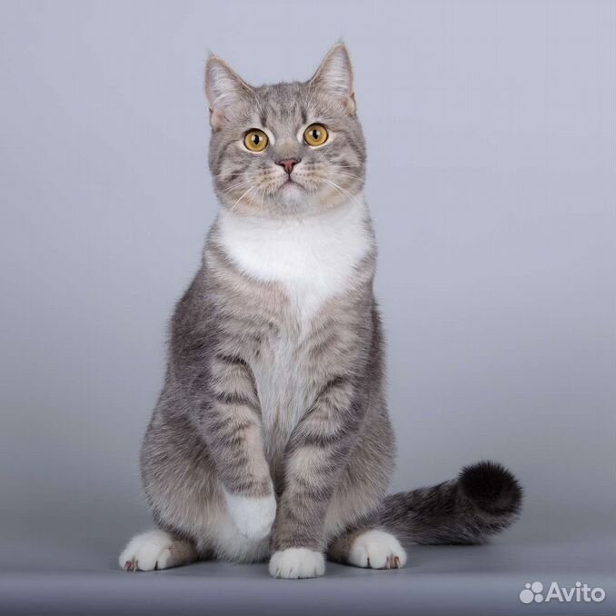 Котик Эш в добрые руки