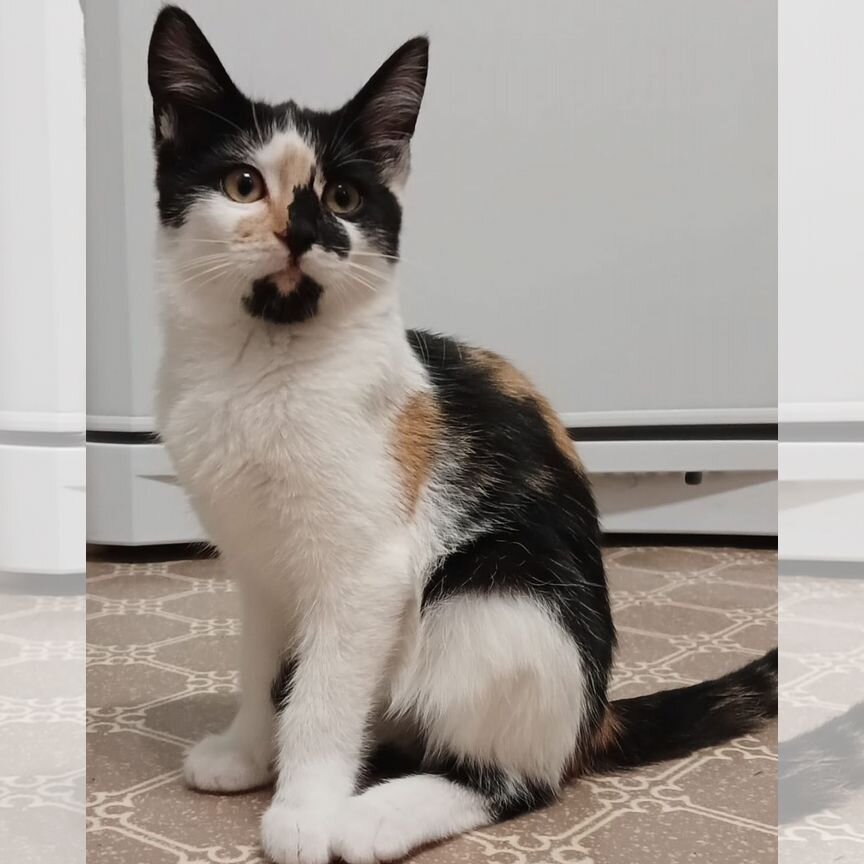 Кошки в добрые руки бесплатно