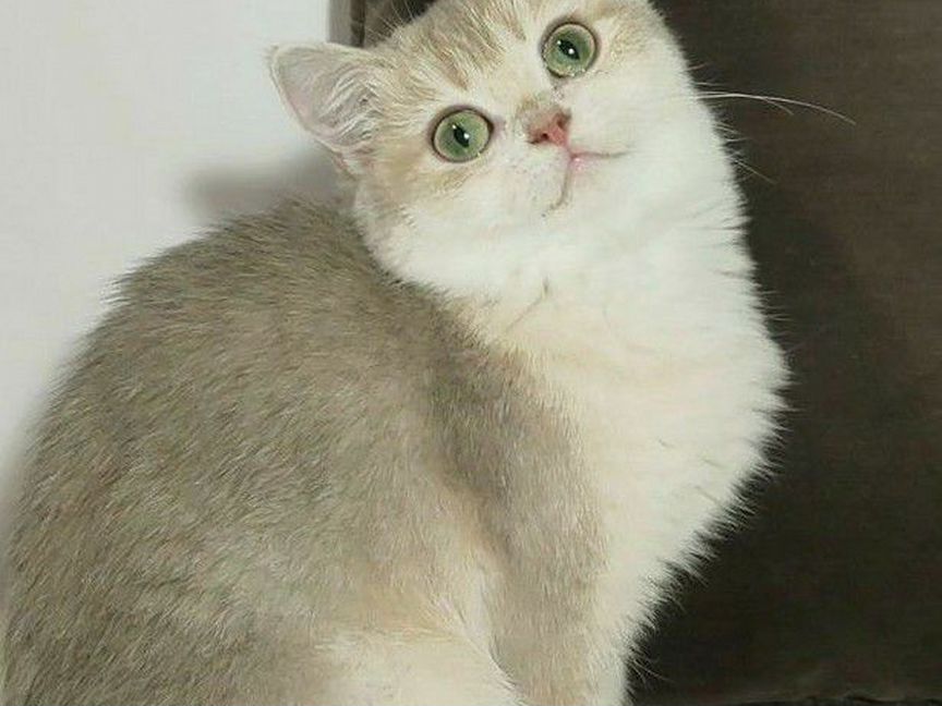 Британская кошка голубое золото