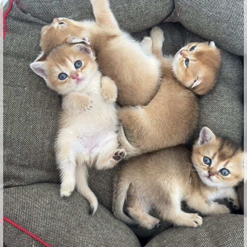 Котята золотая шиншилла