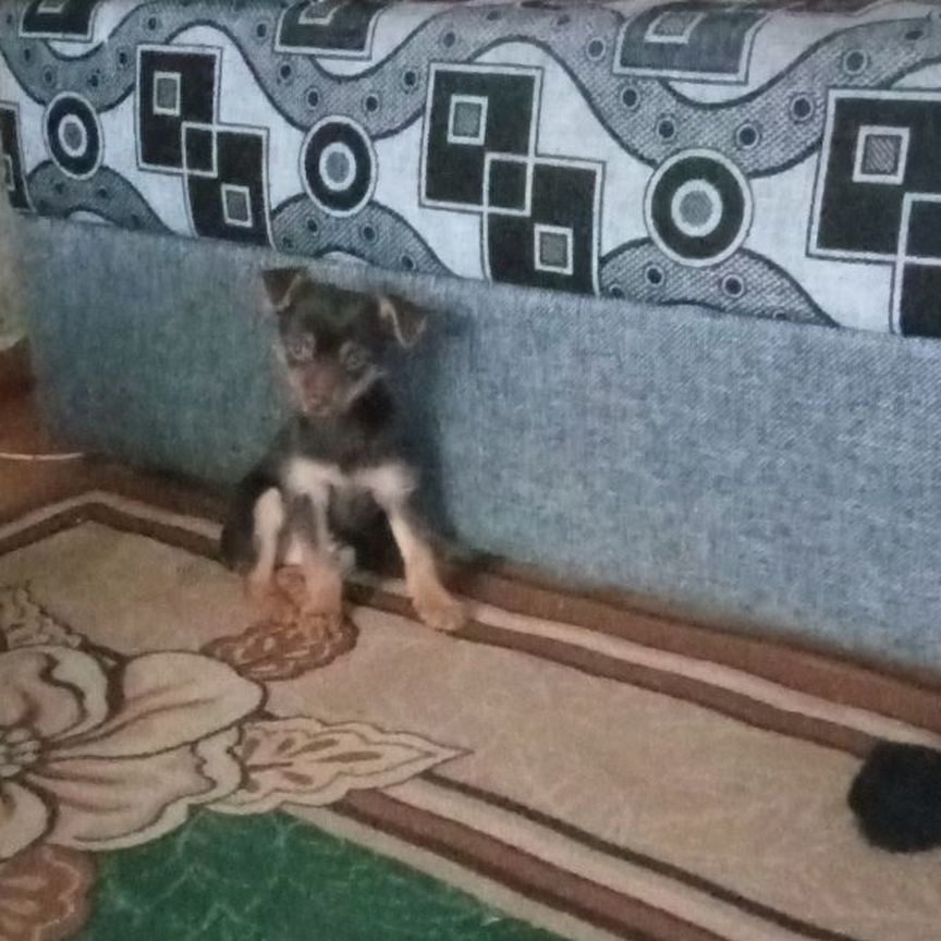 Щенок 3-х м Тор-терер