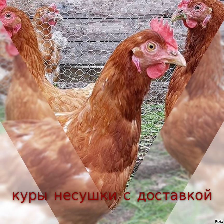 Куры Ломан Браун на яйцо