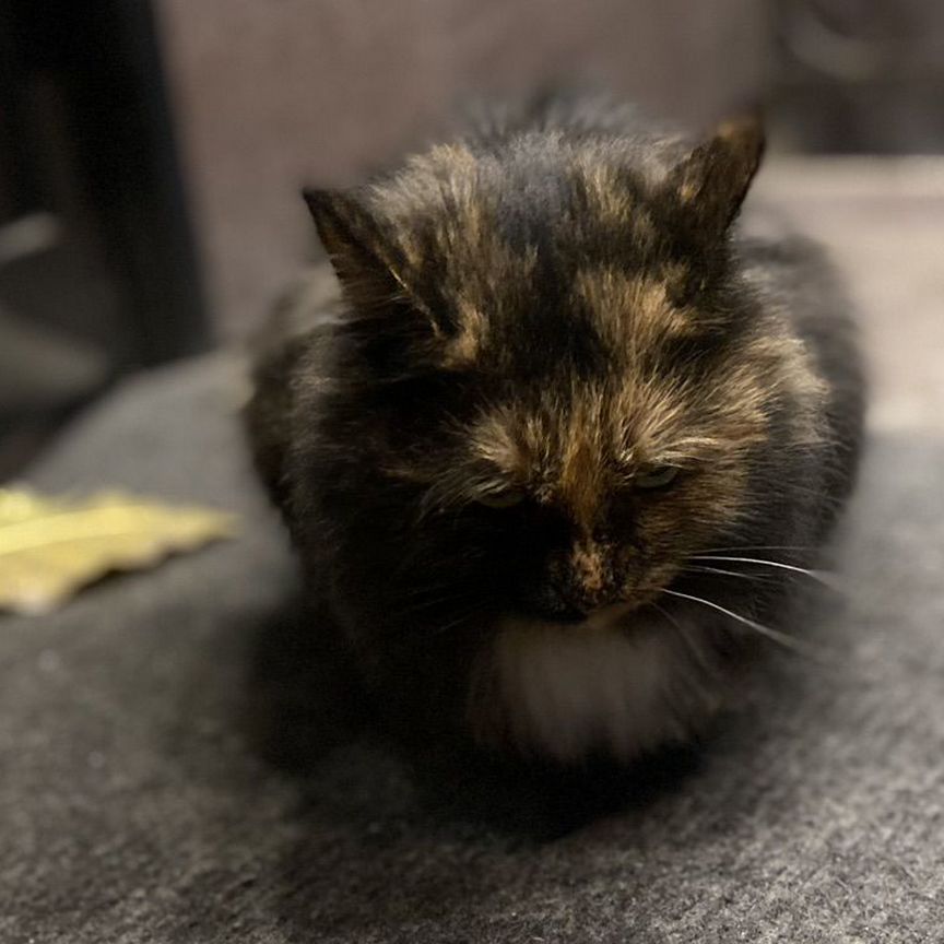 Кошка на удачу