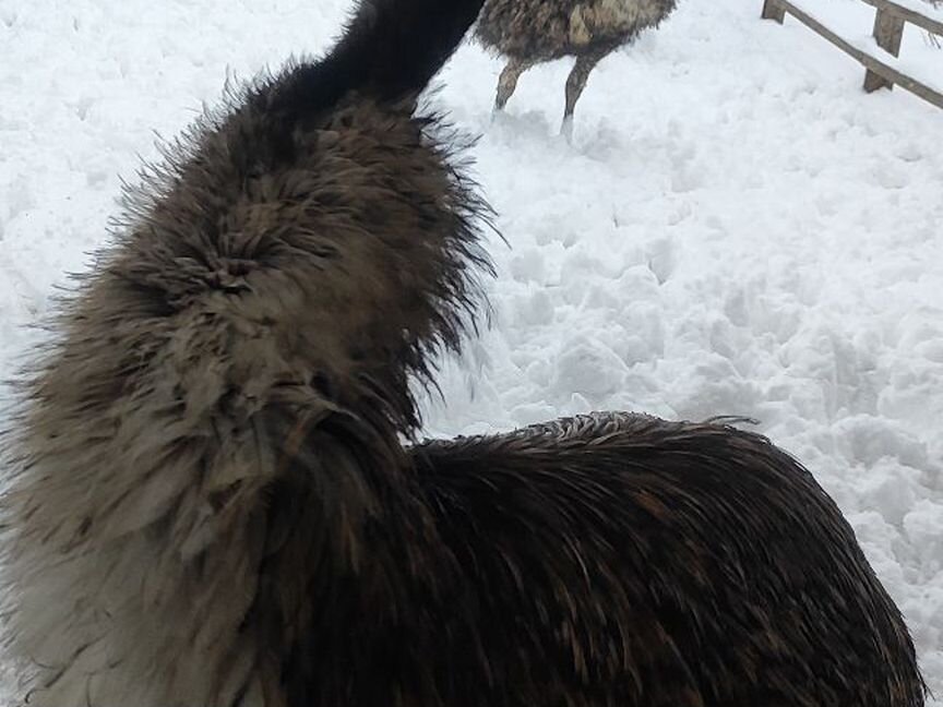 Страусы, страусята