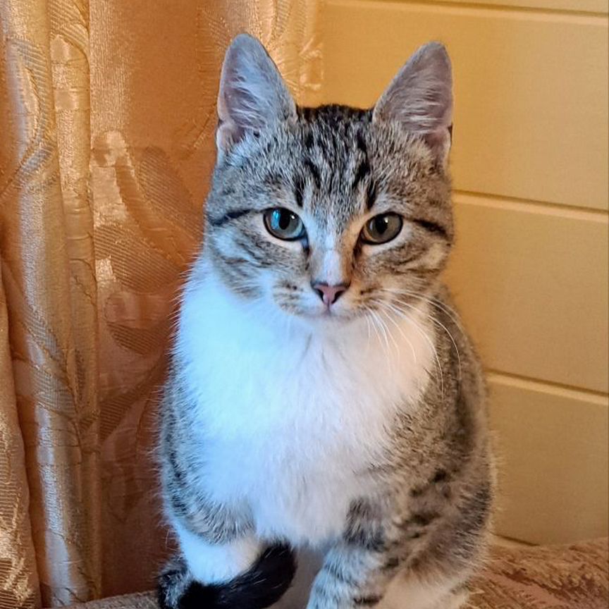 Милый котик ищет дом