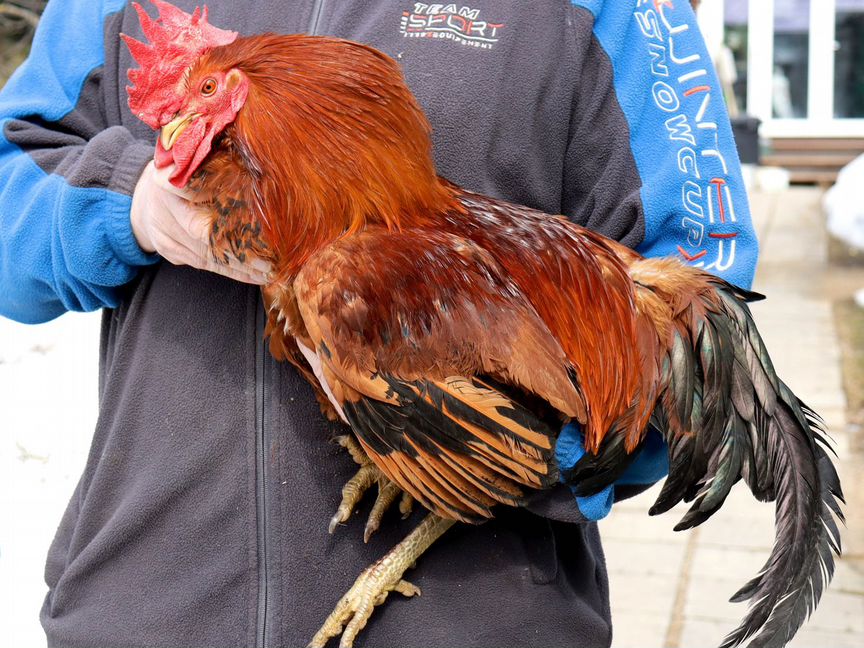 Синь Синь Дянь Семья 1+1