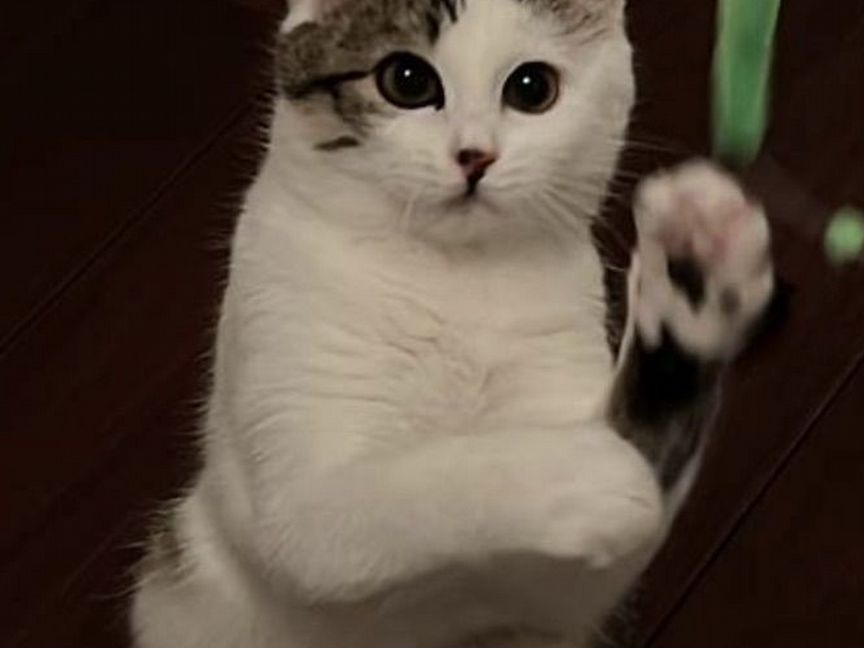 Котенок