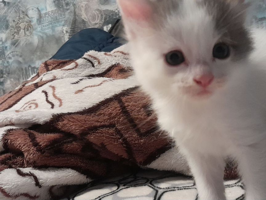 Серенькие кошечки