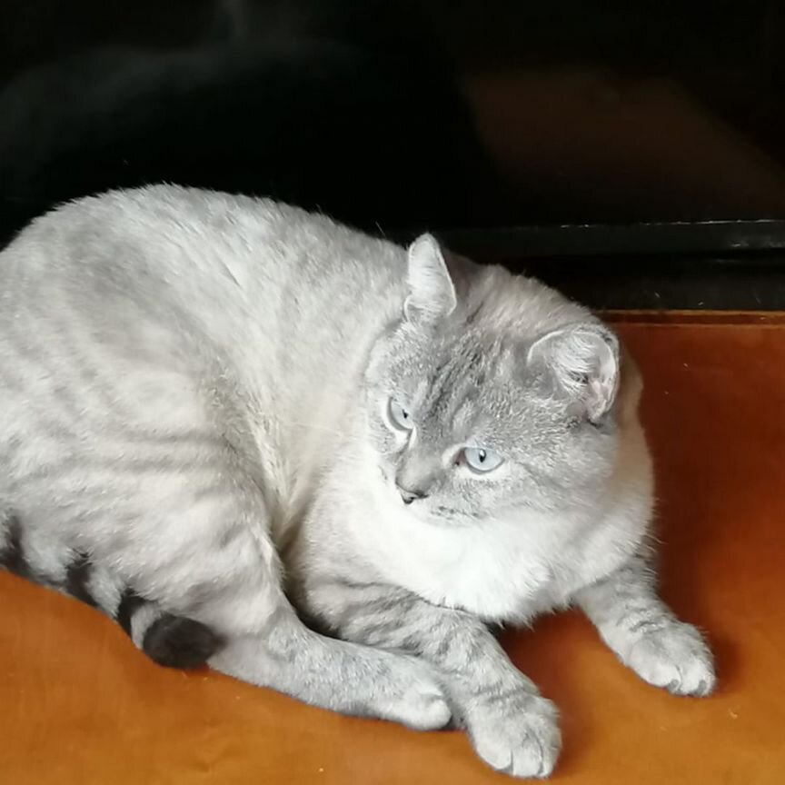 Отдам в добрые руки