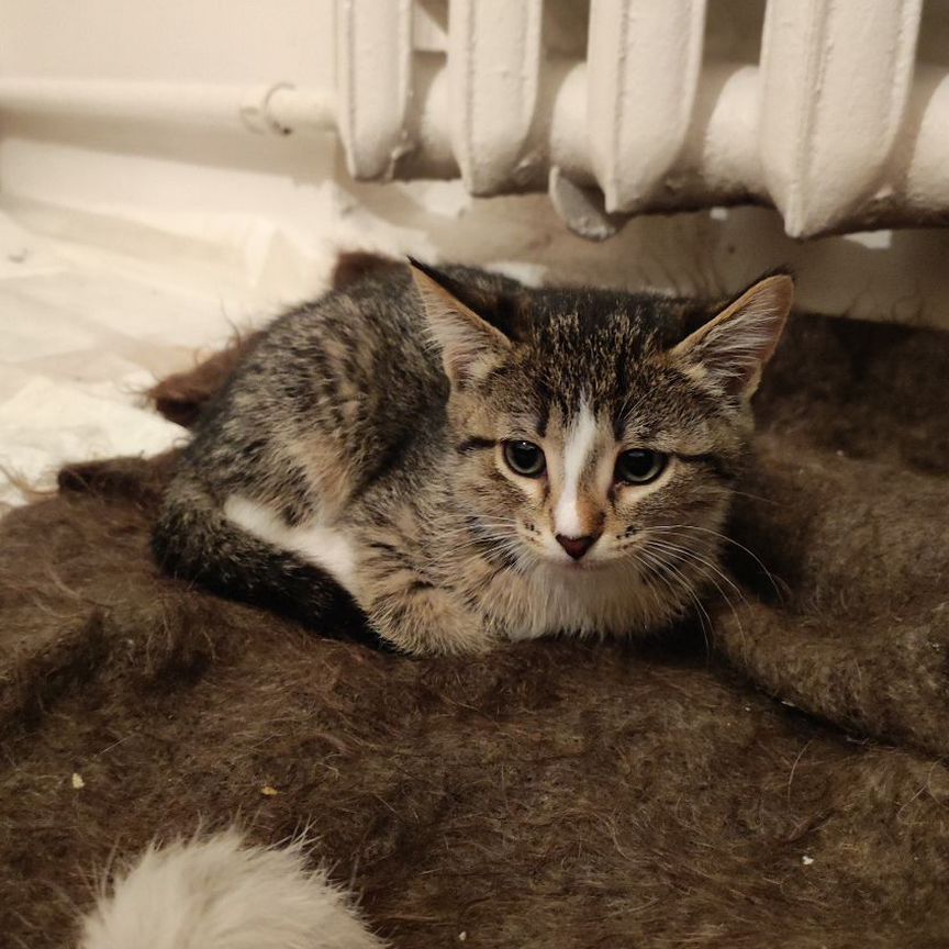 Котёнок в добрые руки