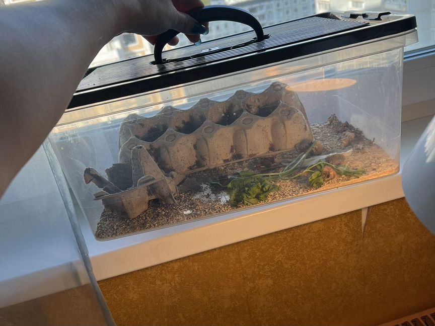 Сверчки домовые