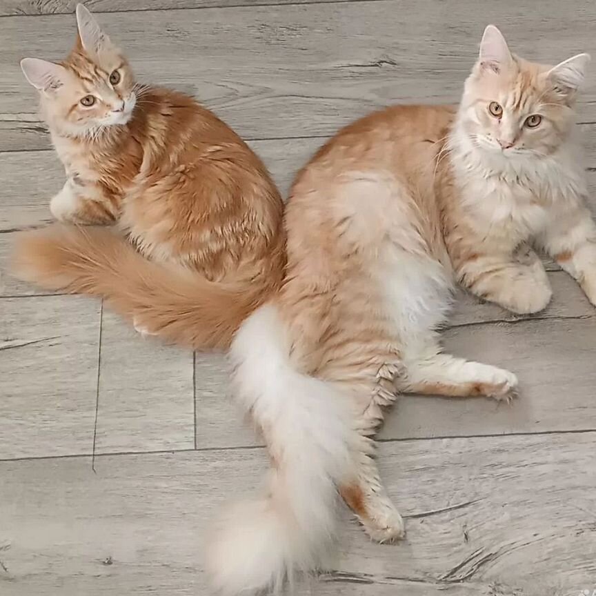 Мейн-кун котёнок