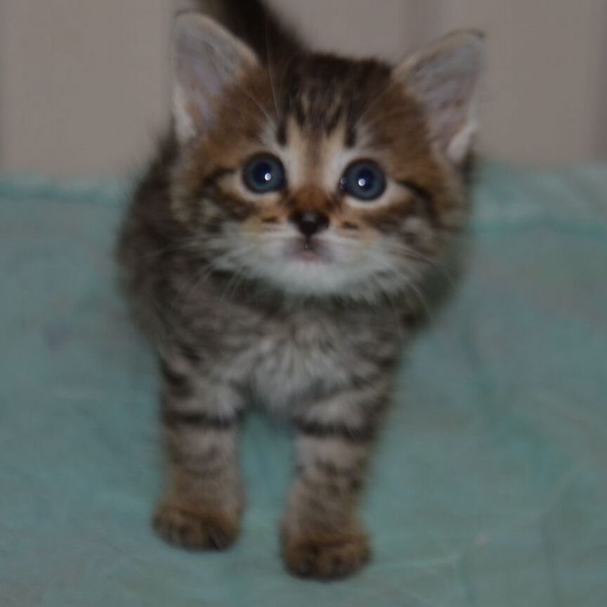Котенок красивый мальчик