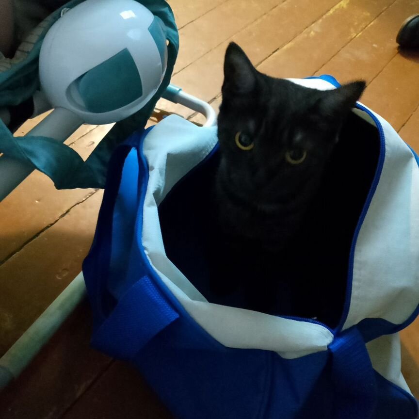 Взрослая, Девочка кошка в добрые руки