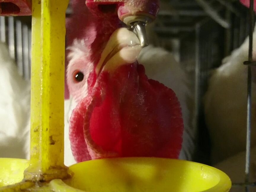 Ниппельные поилки