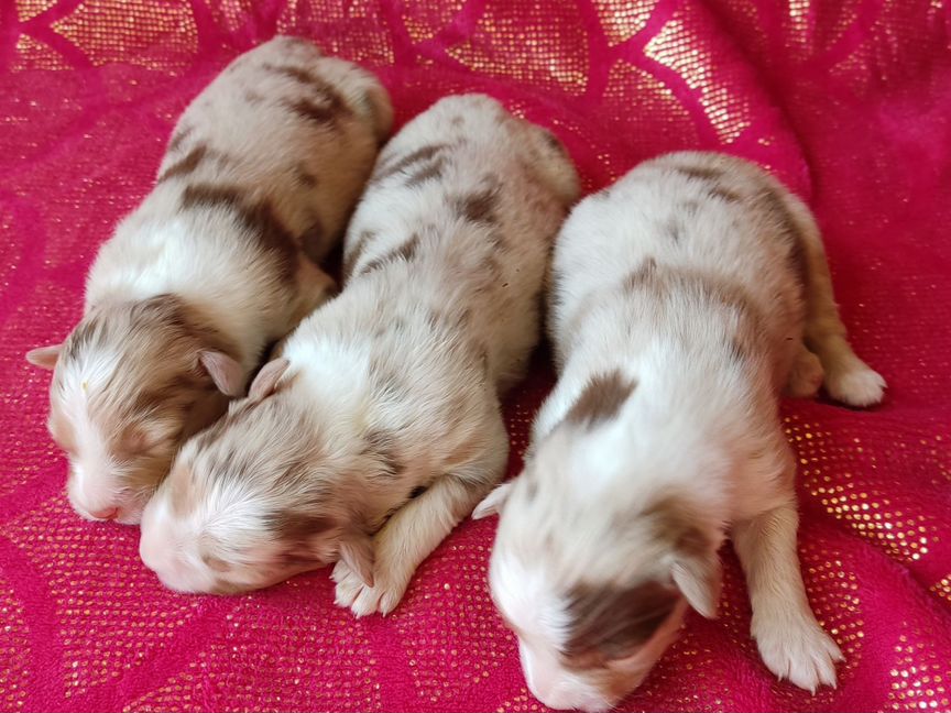 Щенки аусси