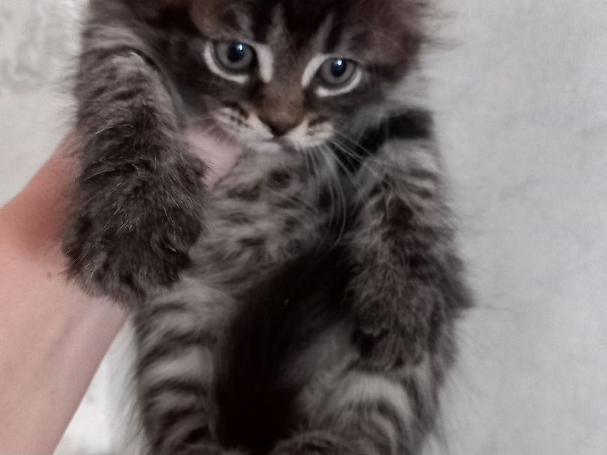 Шикарные сибиряки