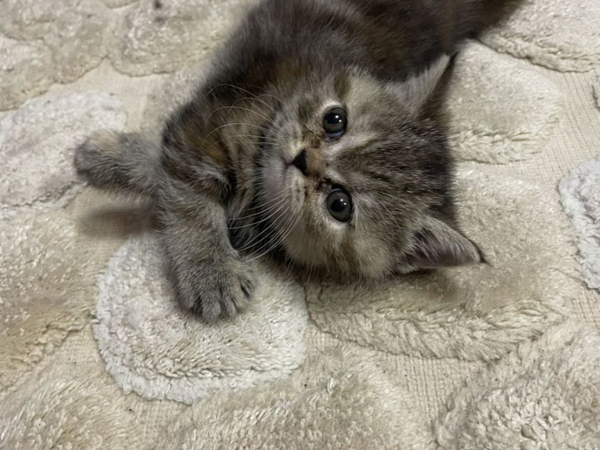 Экзотическая кошечка