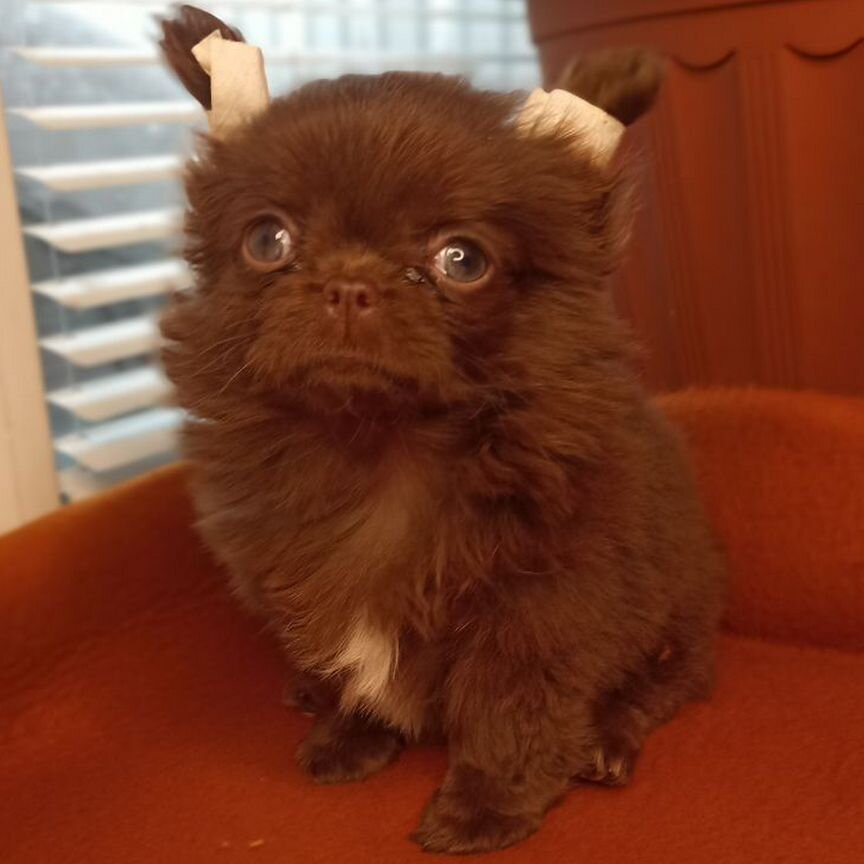 Чихуахуа, щенок