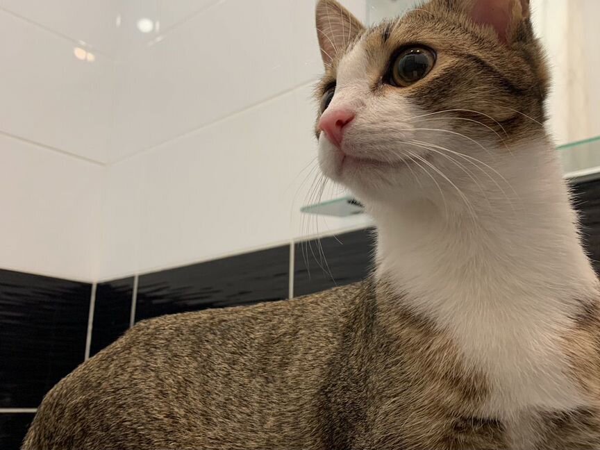 Кошечка Мусик